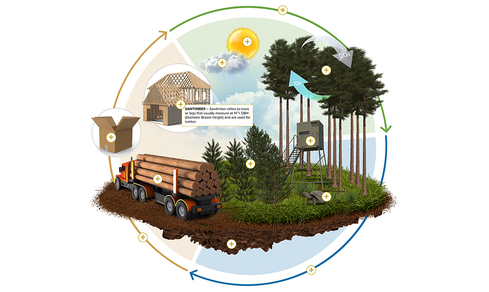 Rayonier branding, design and website development